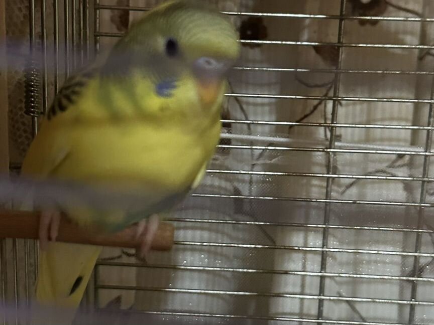 Птенцы волнистый попугай