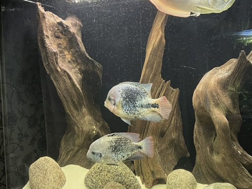 Вьеха самец