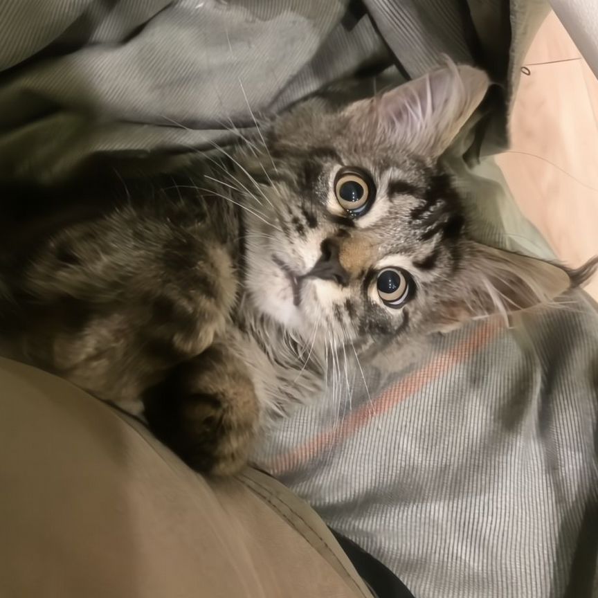 Мейн-кун котёнок