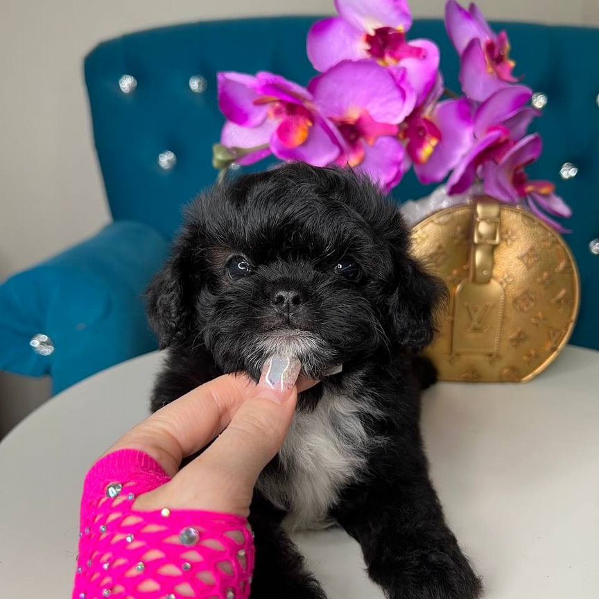 Тедди Мальтипу Китай. Беби Фейс