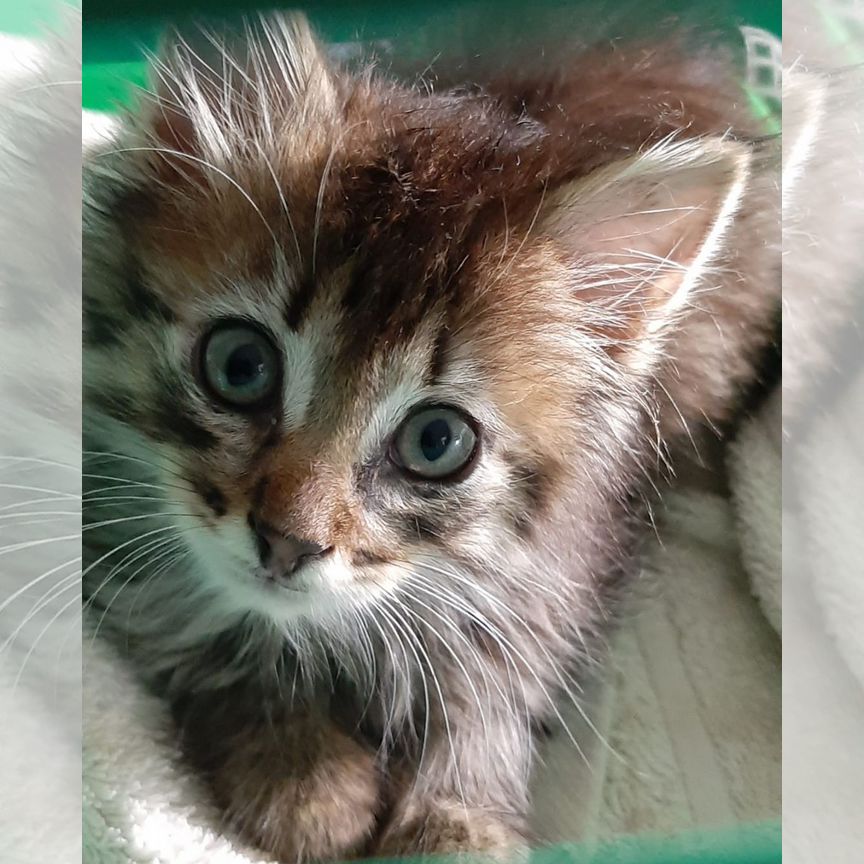 Сибирский котенок