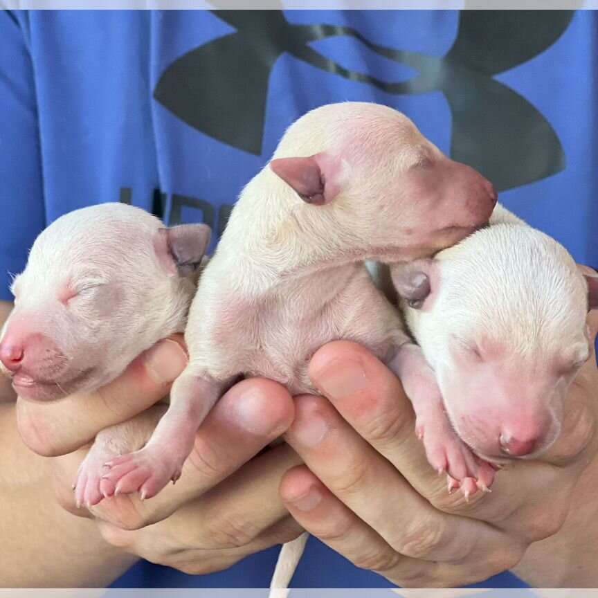 Кремовые малыши