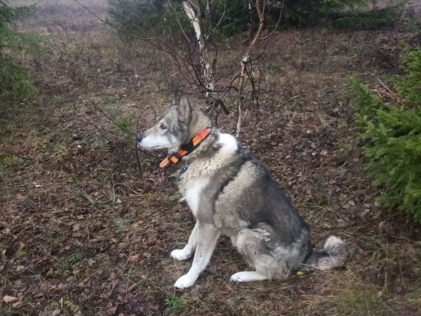 Западно сибирская лайка