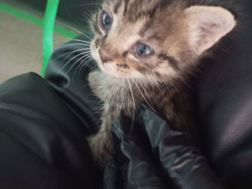 Возьмите котёнка пожалуйста
