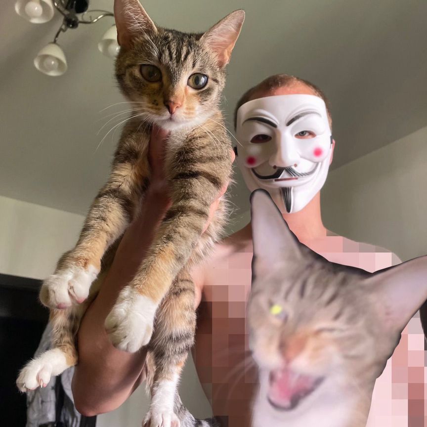 Кошечка табби