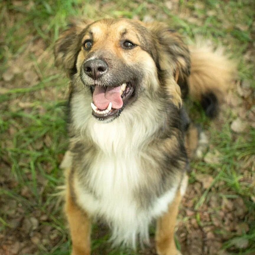 Молодой красавец Джонни ищет дом