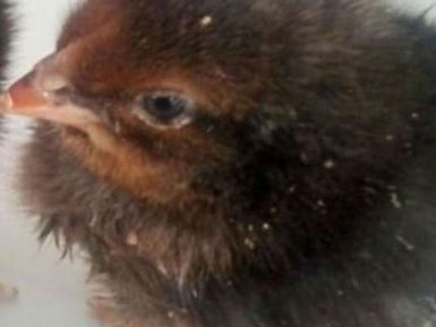 Цыплята, цветной бройлер, грис бар