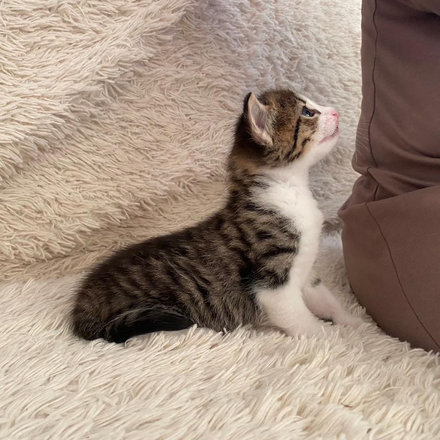 Котенок девочка в добрые руки