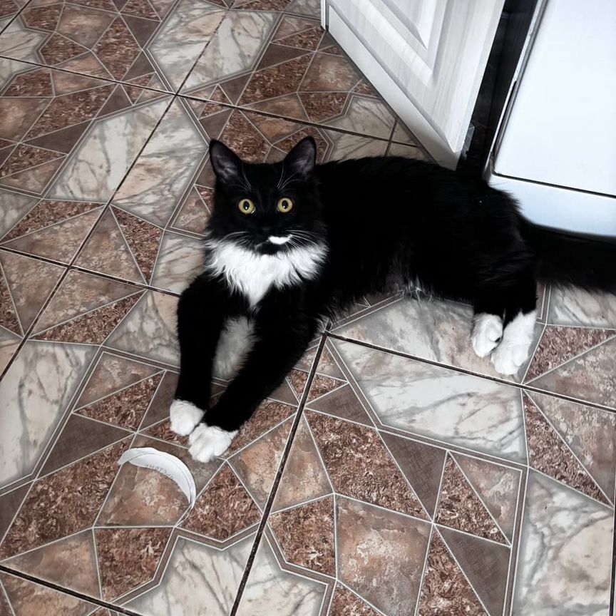 Отдам кота в добрые руки