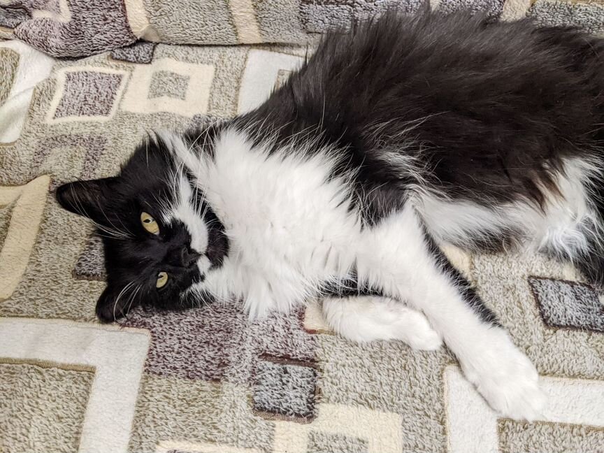 Марго. Кошечка 2 года, бесплатно. Стерилизована