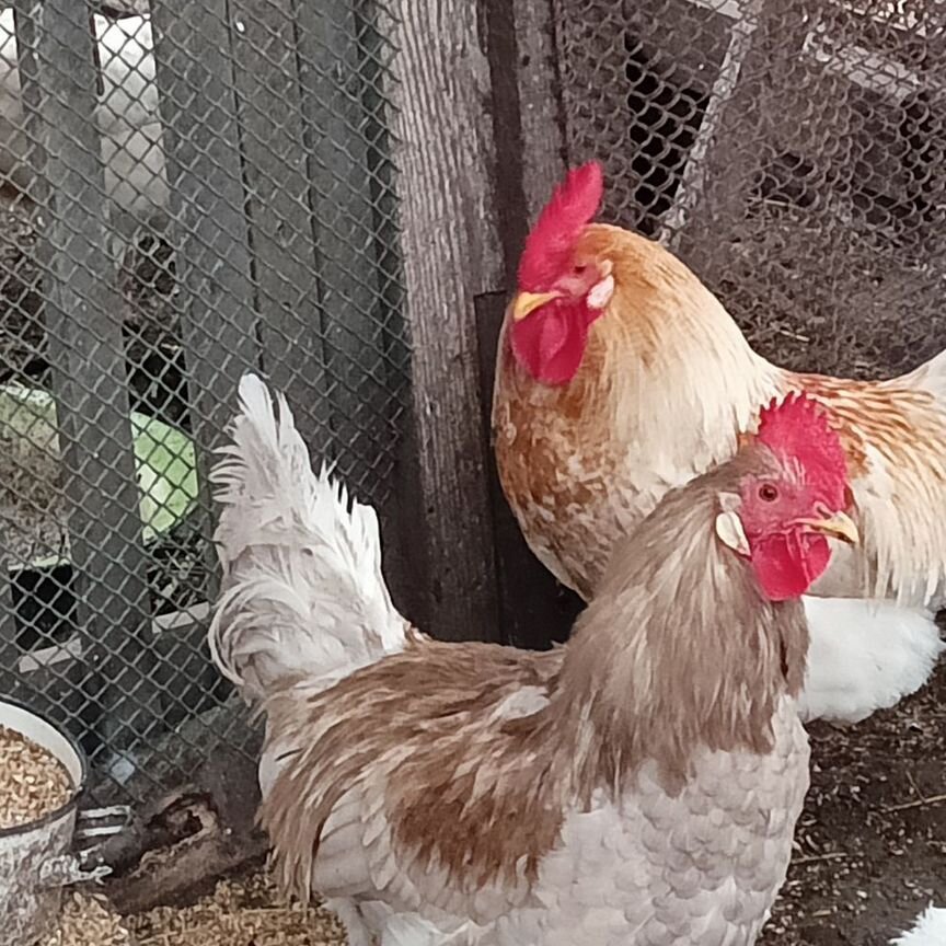 Молодые петухи