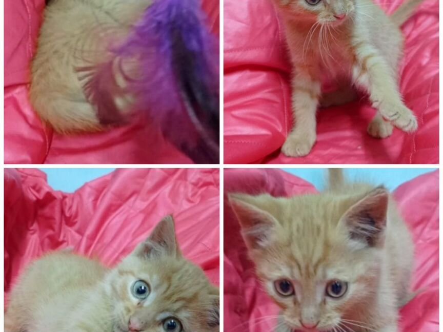 Котенок мальчик