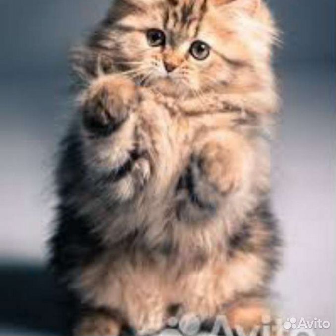 Персидская кошка