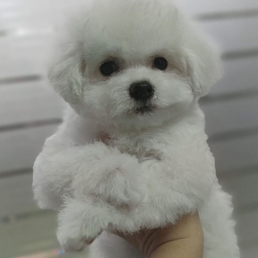 Бишон фризе девочка