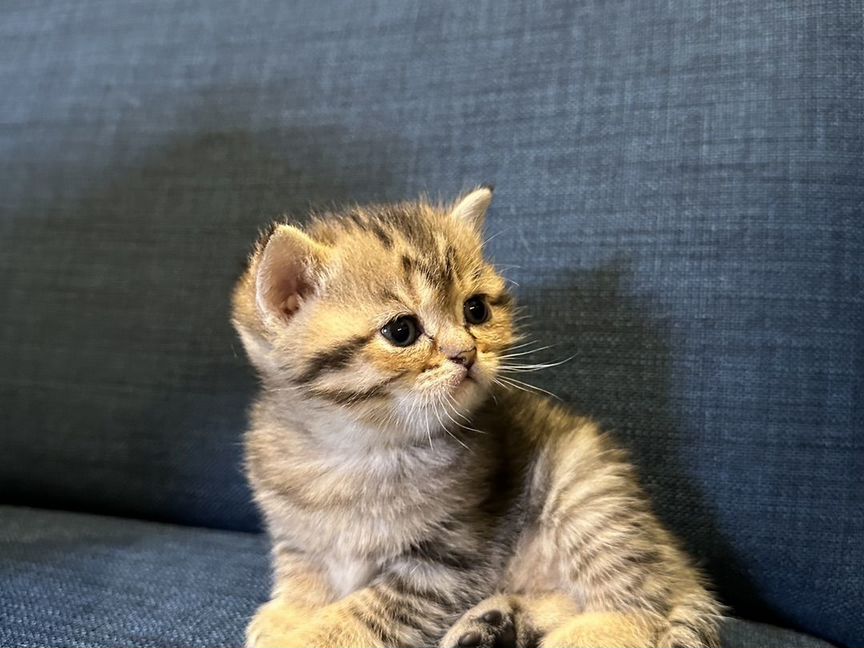 Шотландские вислоухие котята