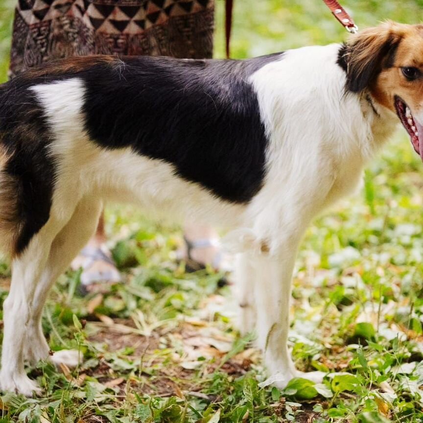 Красивая собака в добрые руки