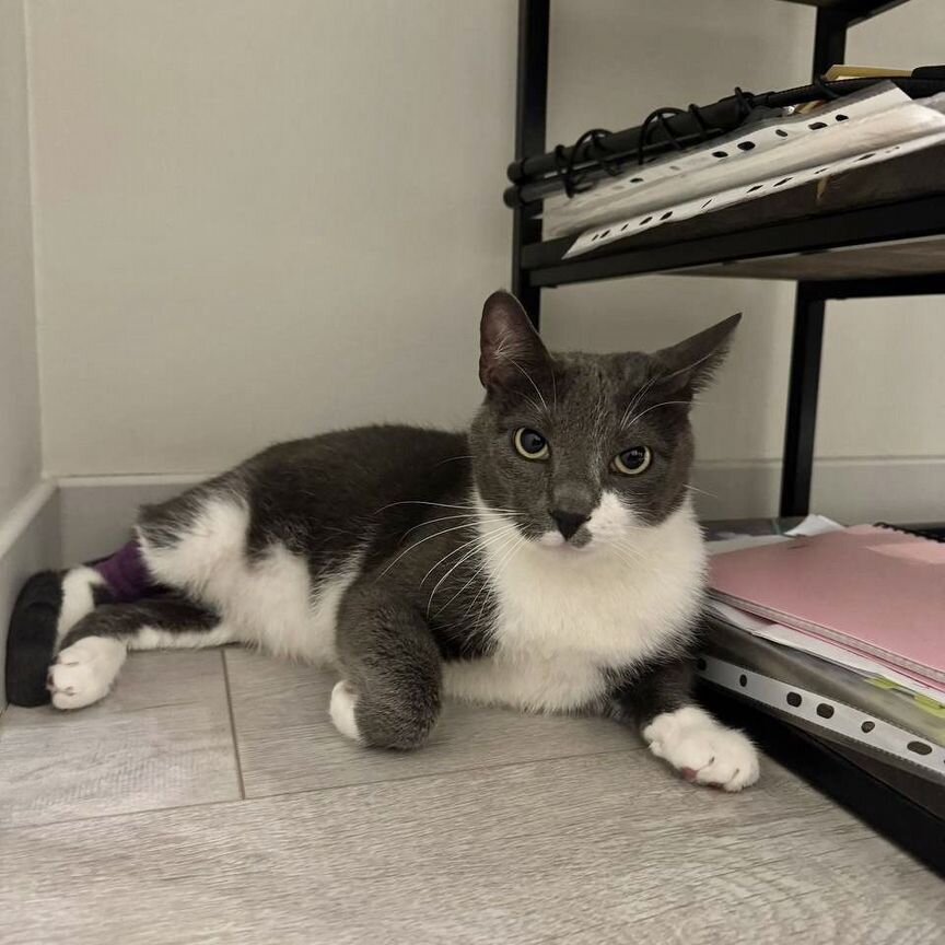 Здоровый кот (бесплатно)