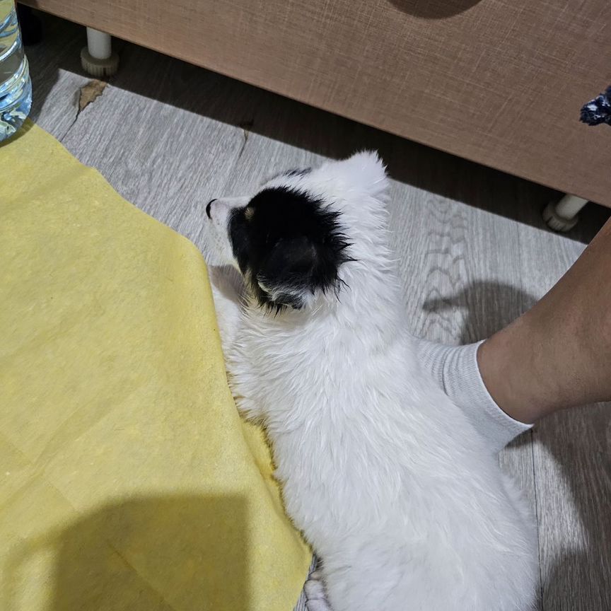 Отдам в добрые руки