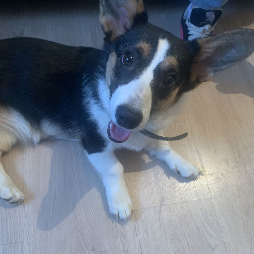 Продам собаку корги