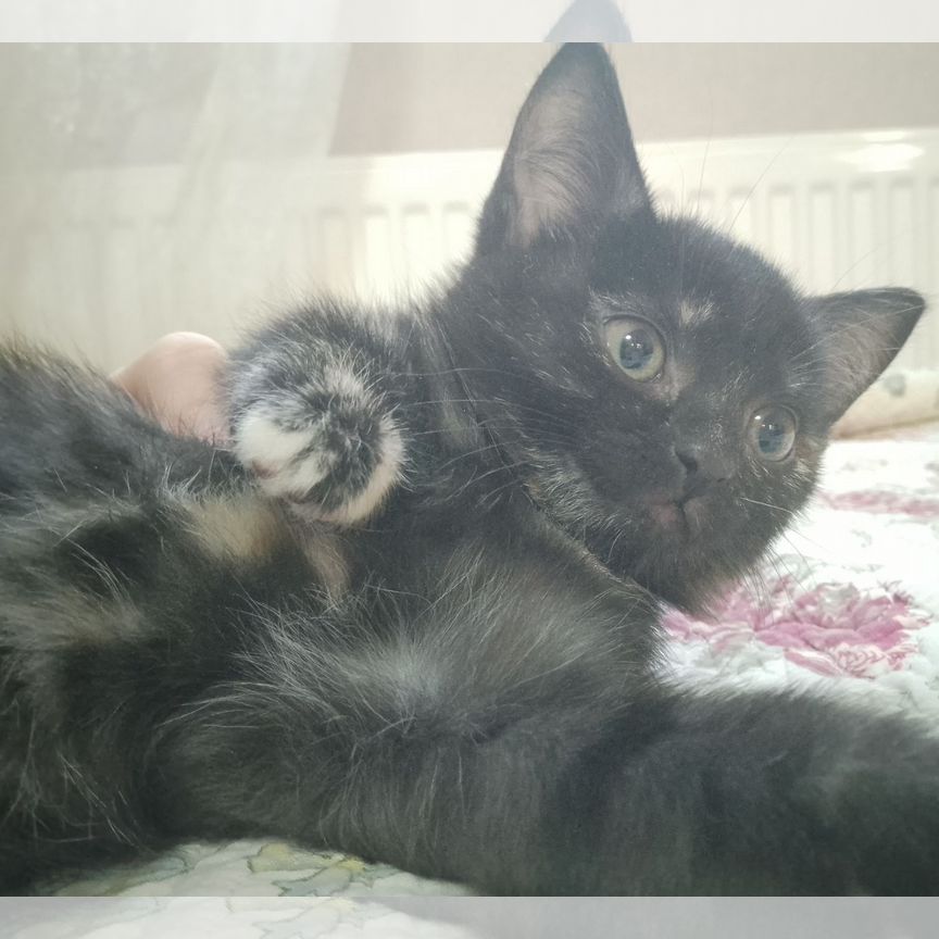 Котëнок
