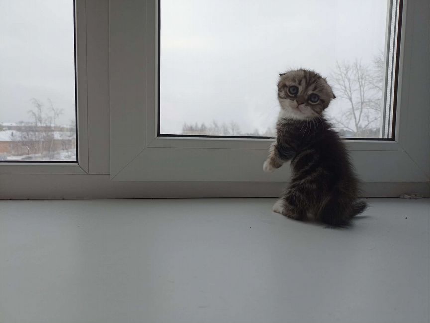 Манчкин котенок