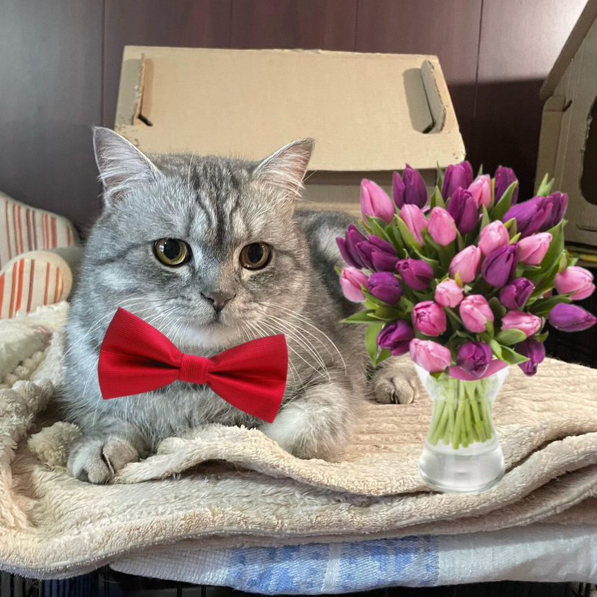 Чертовски красивый котофей ищет дом