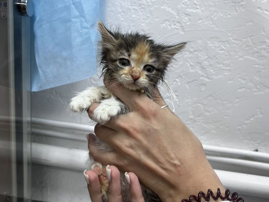 Трехцветные котята девочки