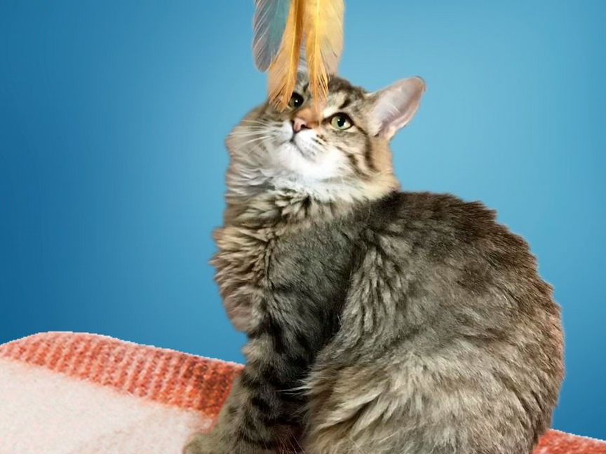 Кот в добрые руки