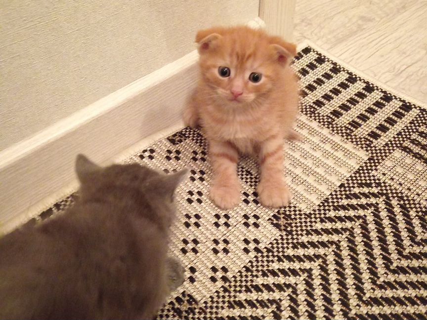 Шотландская вислоухая