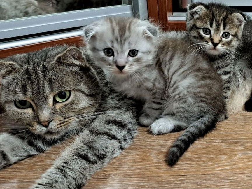 Шотландские вислоухие котята