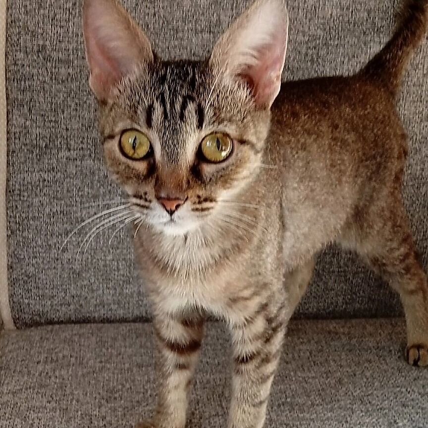 Кошка Мышка ищет дом