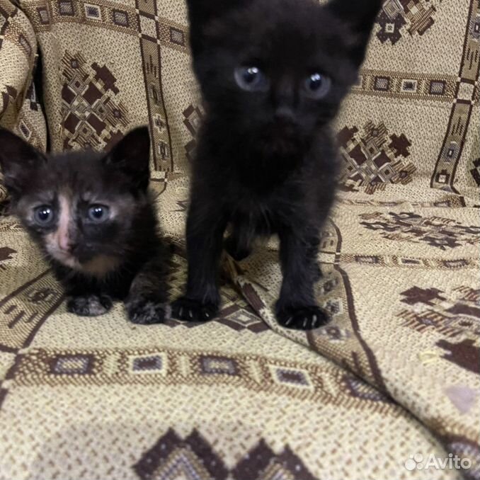 Крутые котятки в добрые руки