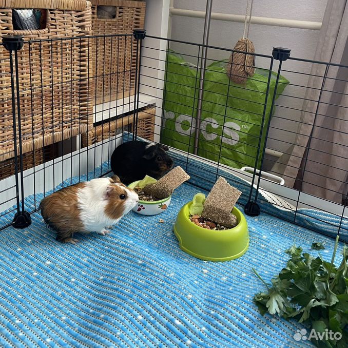 2 Морские свинки с клеткой и аксессуарами