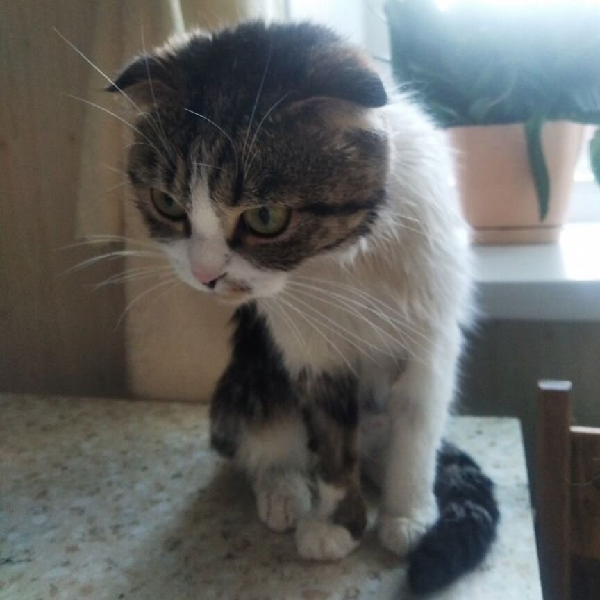 Кошки породистые бесплатно