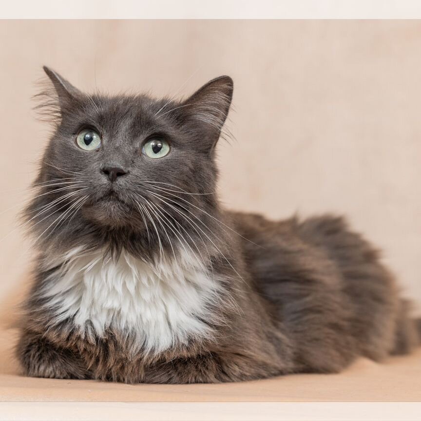 Выкинутая, домашняя кошка.1,5 года