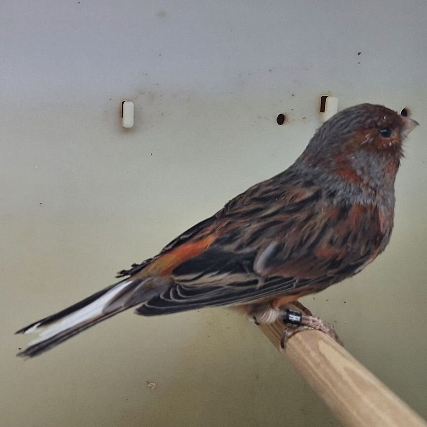 Канарейка самец