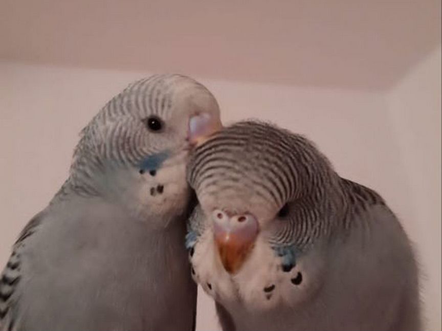 Птенцы волнистый попугай