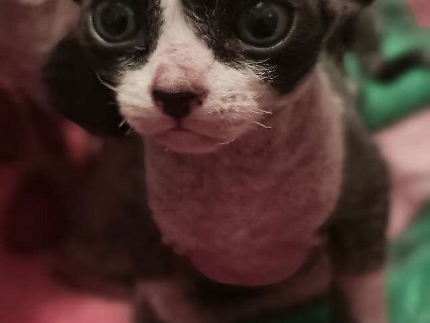 Котята сфинкс