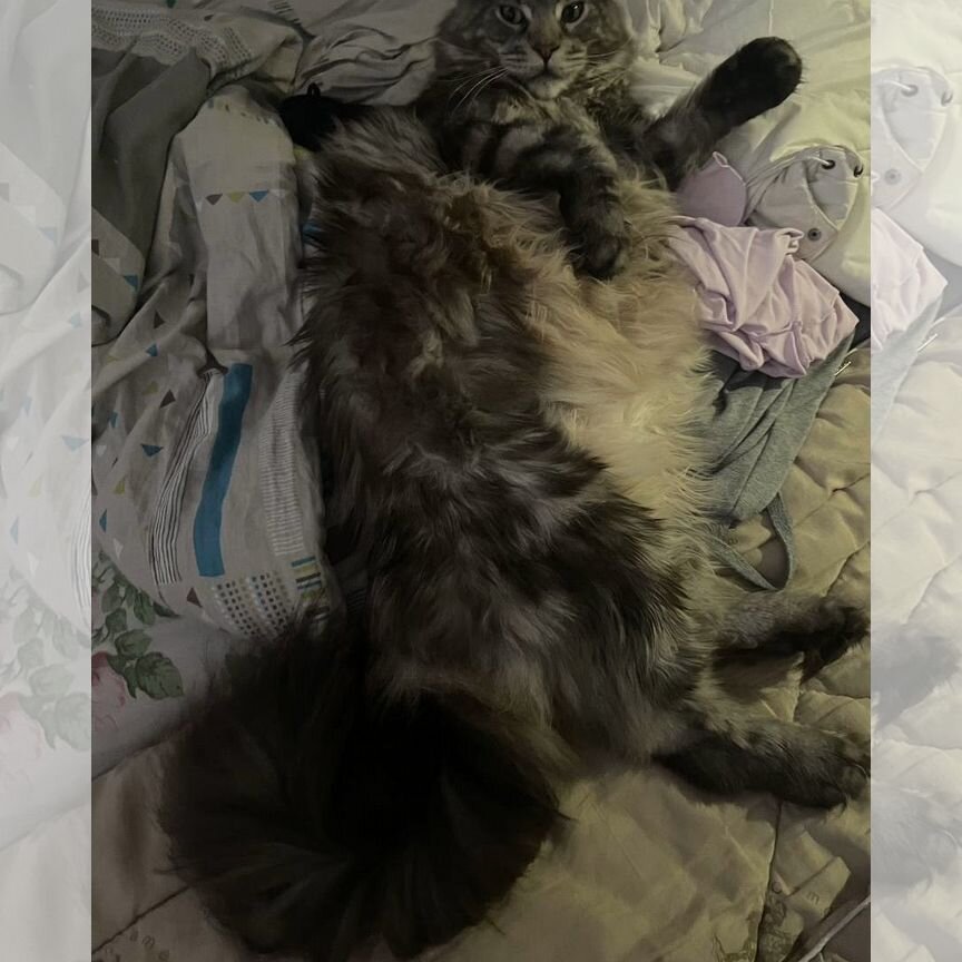 Мейн-кун, взрослый кот