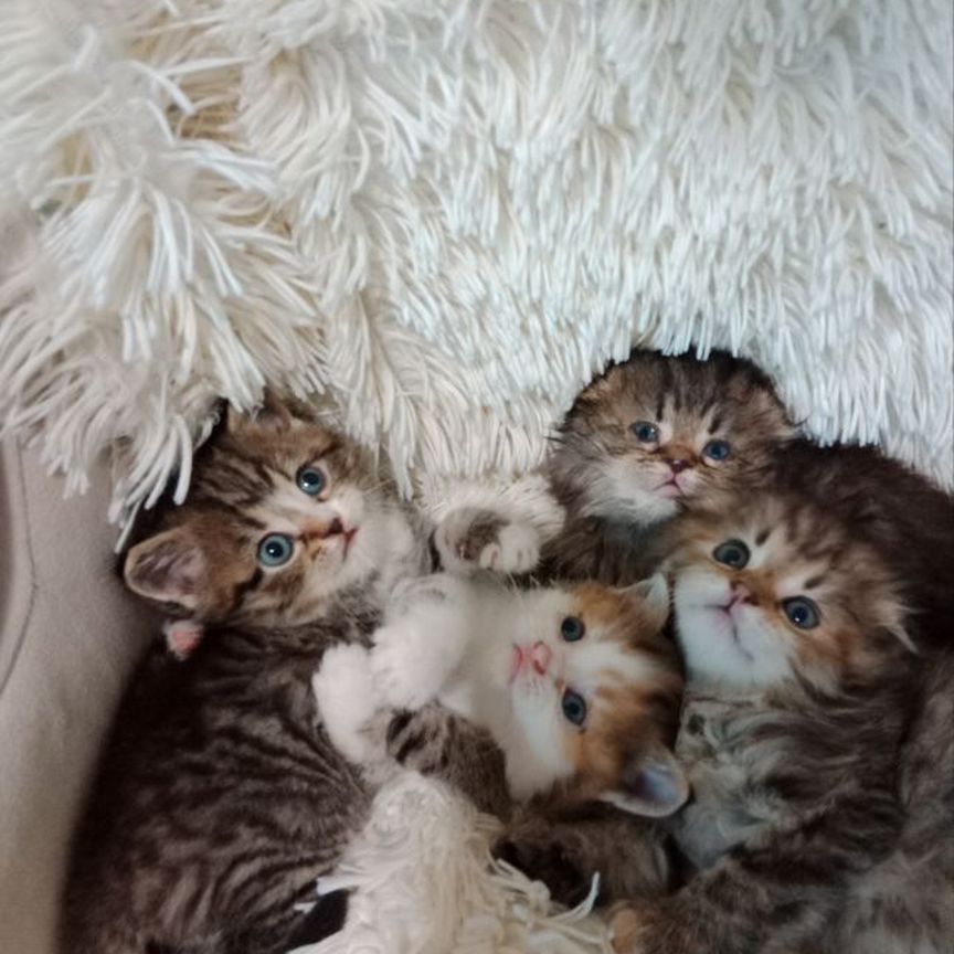 Шотландские котята