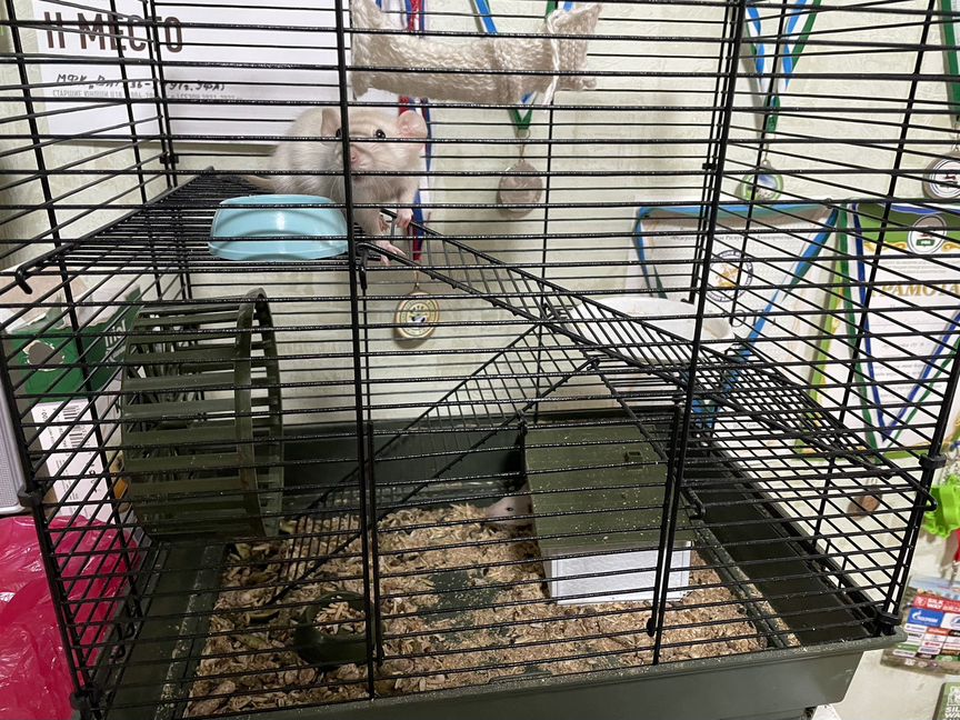 Клетка для грызунов и крысы