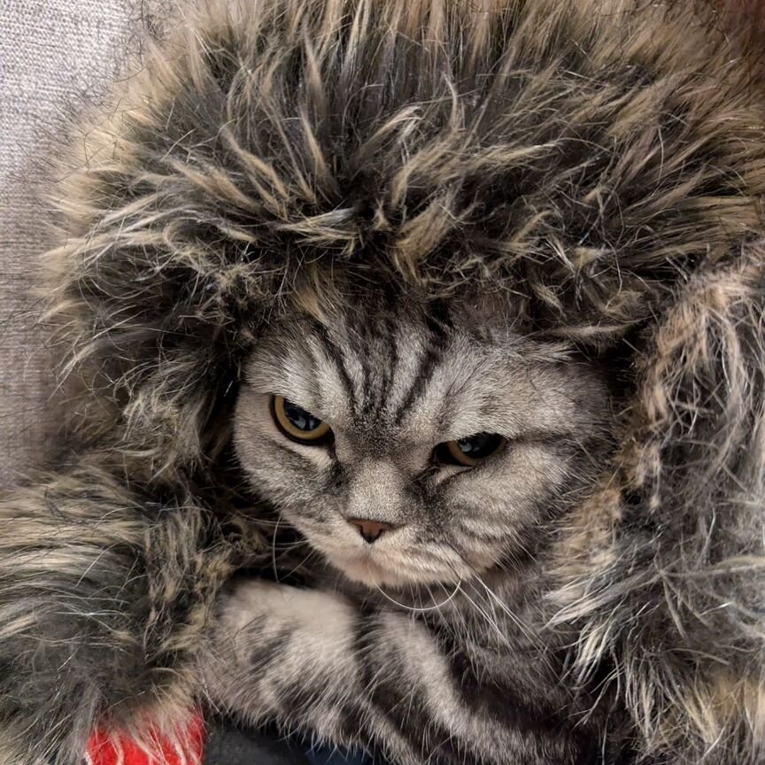 Отдам кота