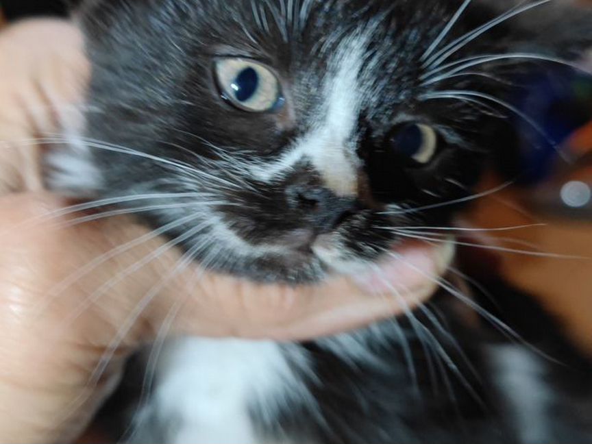 Клубочная девица коготковая