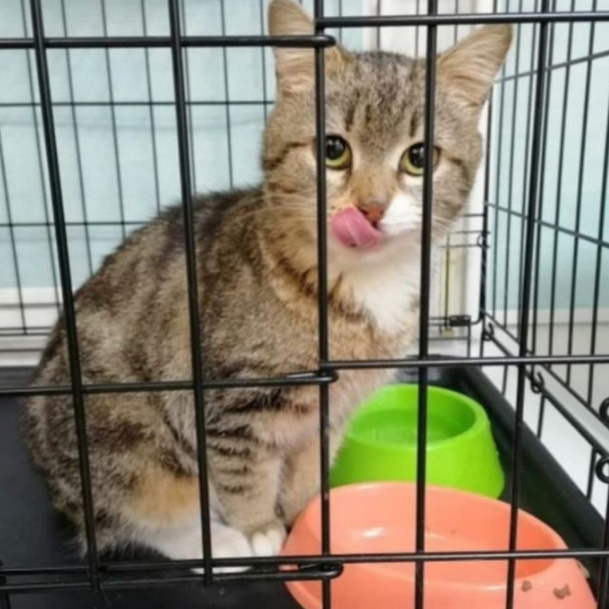 Кот Боб добрые руки