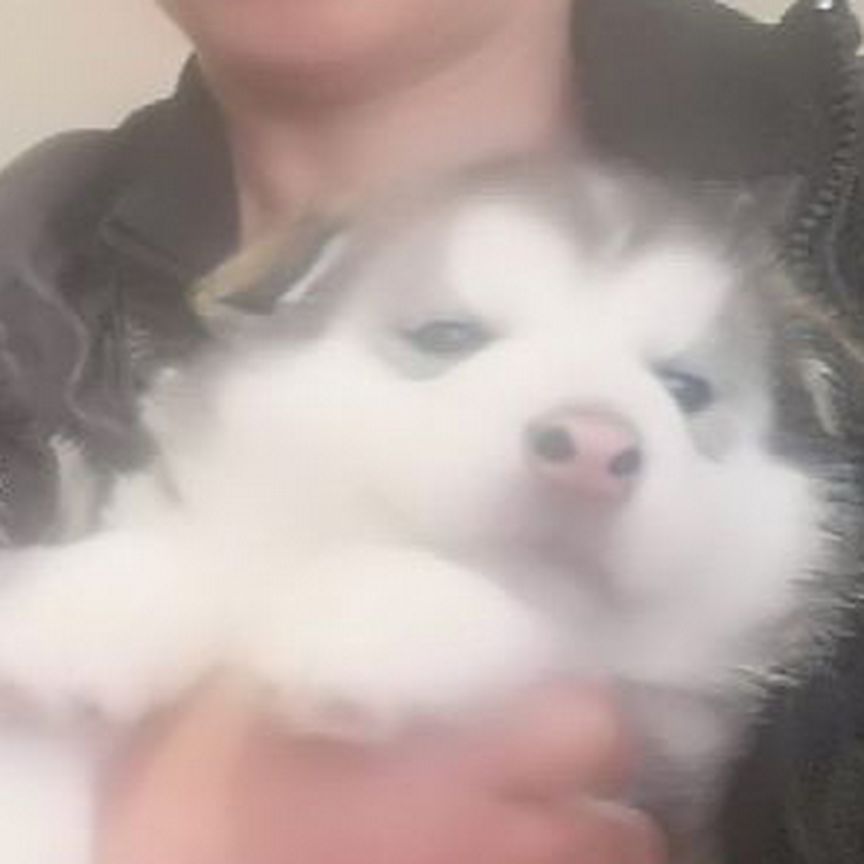 Аляскинский хаски, щенок