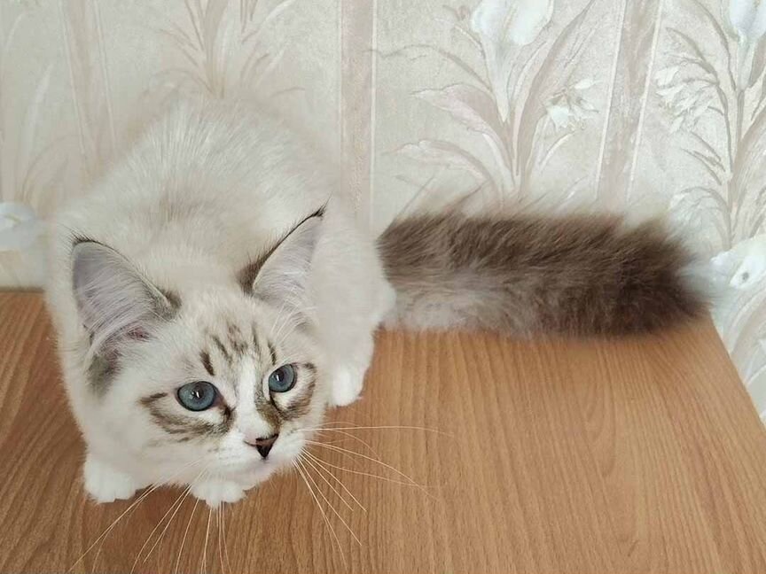 Невские маскарадные котята