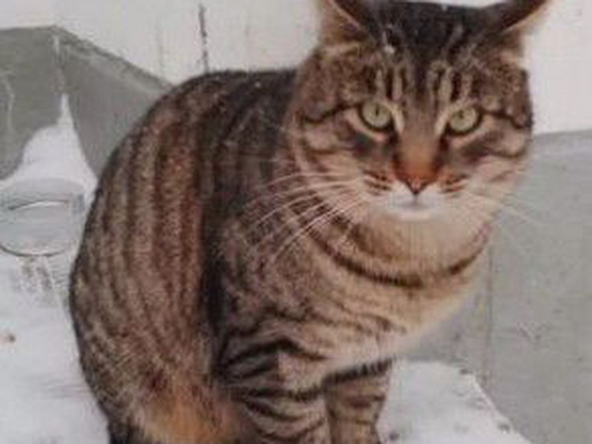 Бросили ласкушу-шпрота,сидит,не уходит от подьезда