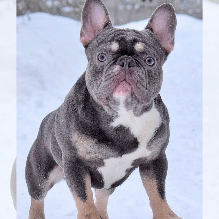 Французский бульдог, взрослый пёс