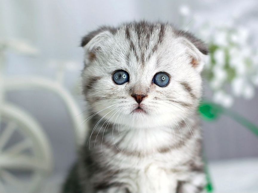 Котенок вислоухий мальчик