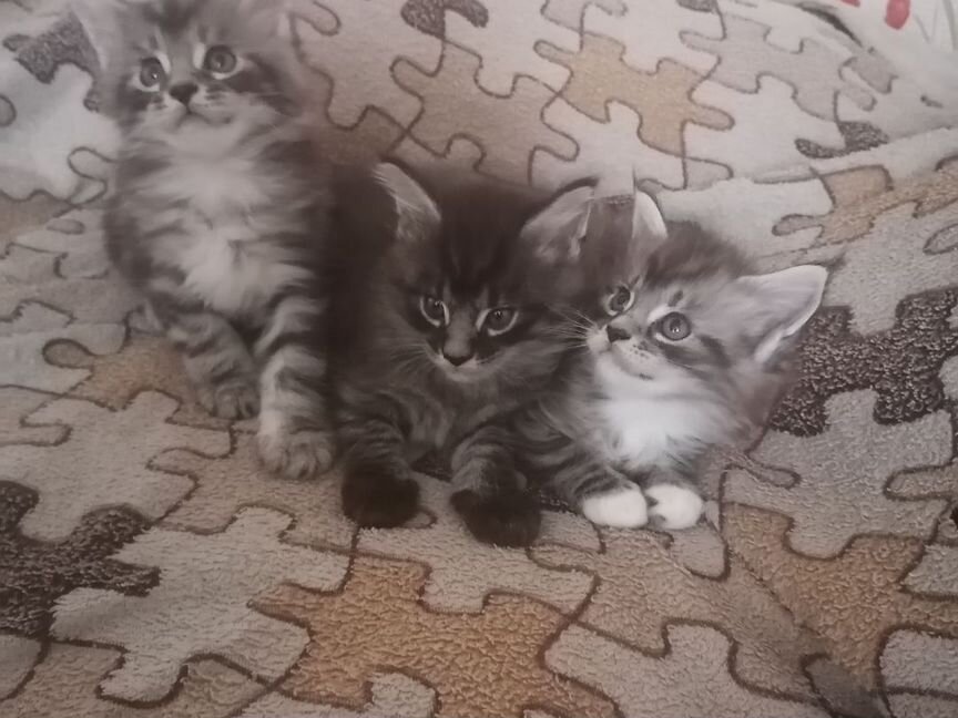 Котята мейн-кун